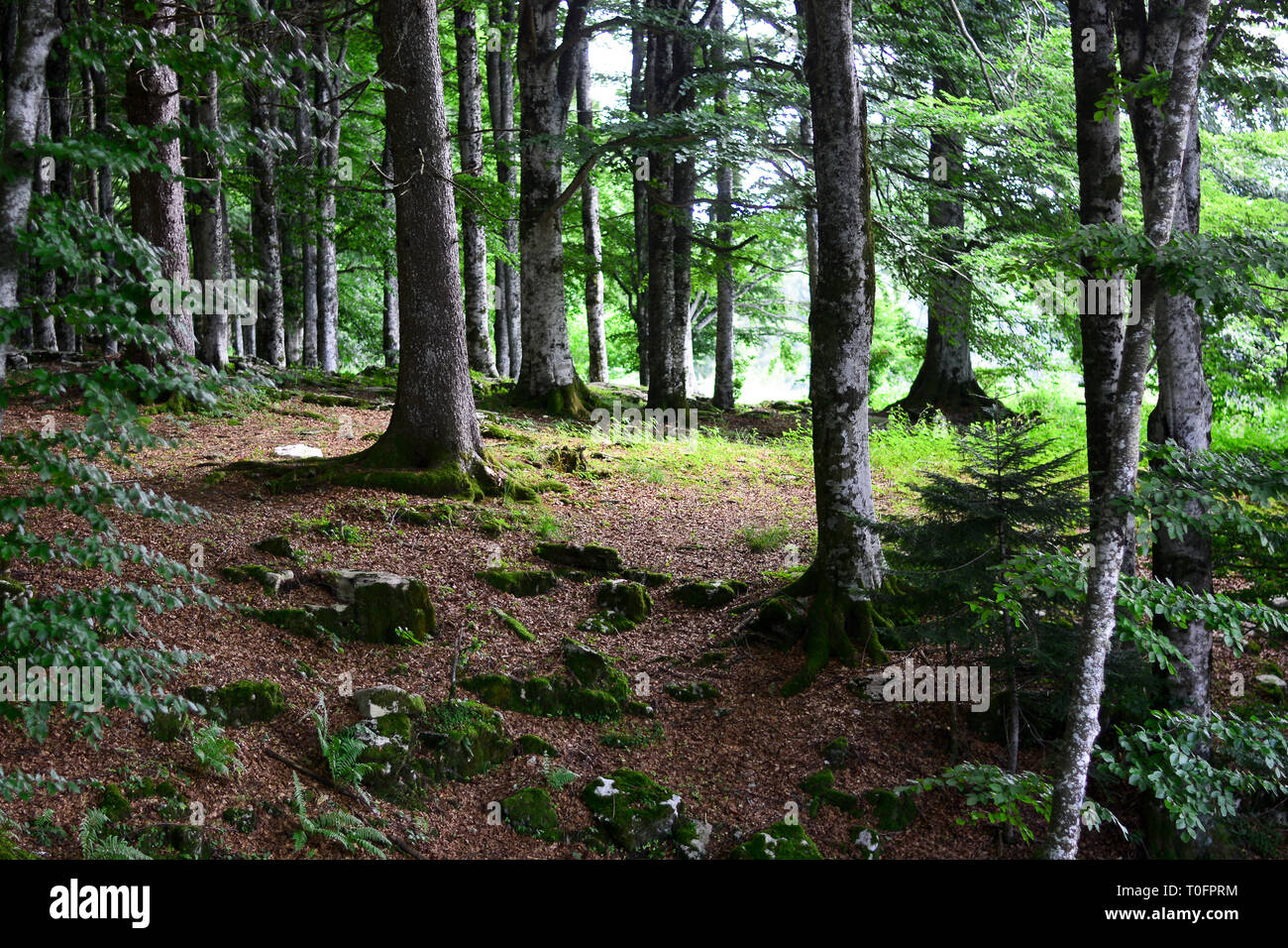beautiful forests in spring Stock Photo - Alamy