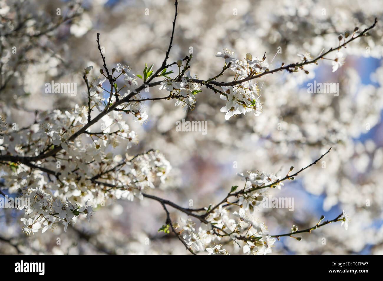 Flowering plum tree, Lyon, France Stock Photo - Alamy