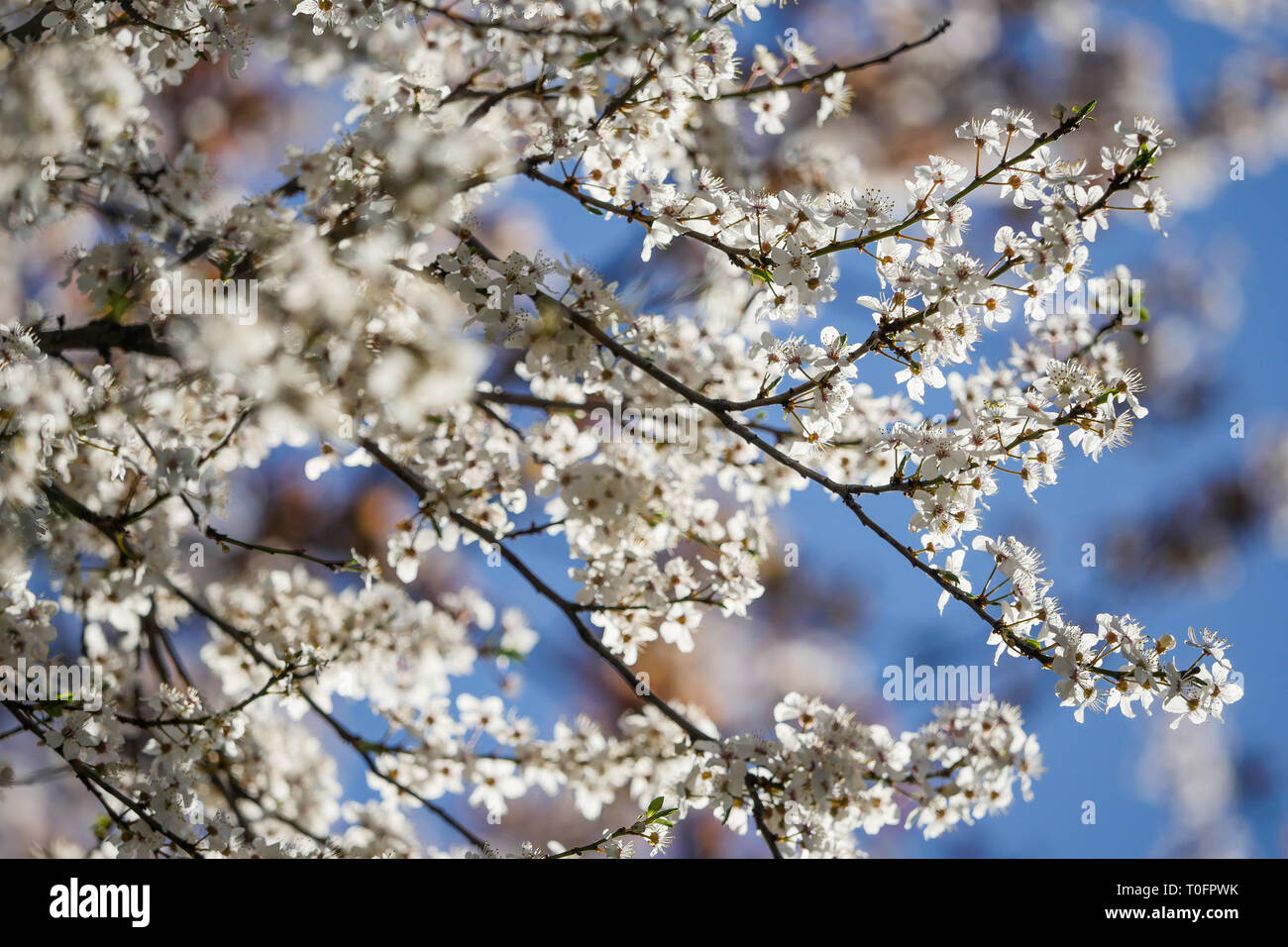 Flowering plum tree, Lyon, France Stock Photo - Alamy