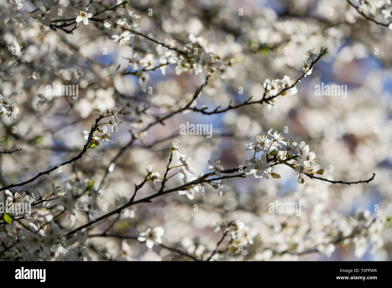 Flowering plum tree, Lyon, France Stock Photo - Alamy