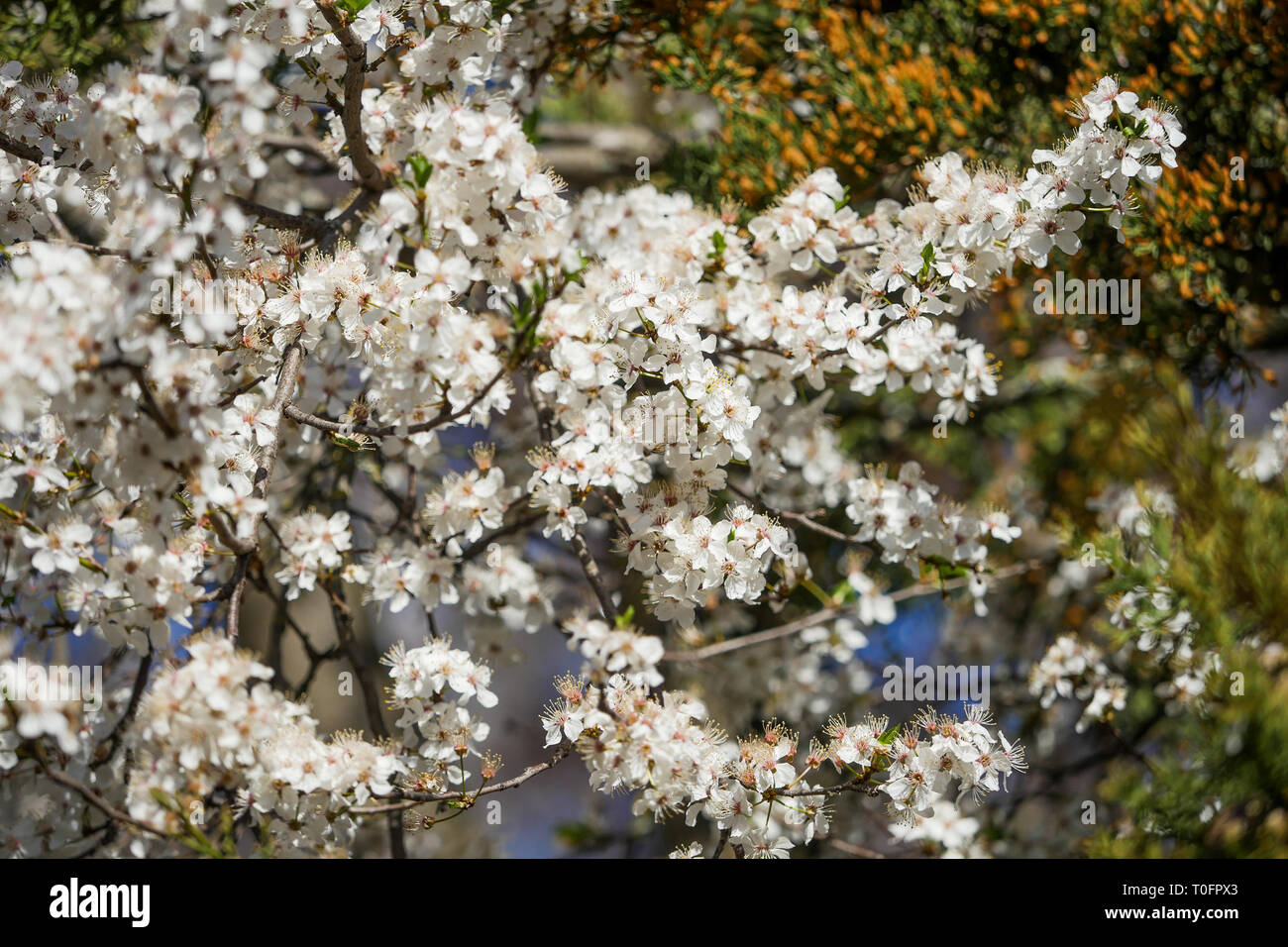 Flowering plum tree, Lyon, France Stock Photo - Alamy