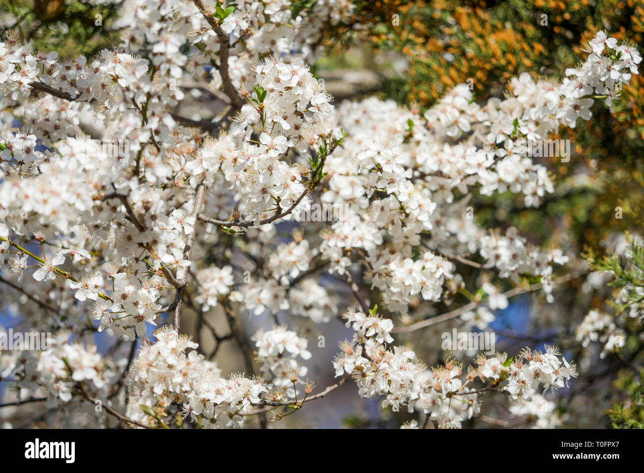 Flowering plum tree, Lyon, France Stock Photo - Alamy