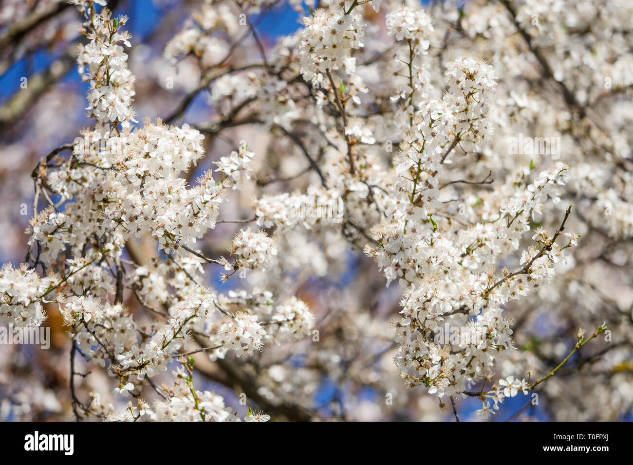 Flowering plum tree, Lyon, France Stock Photo - Alamy