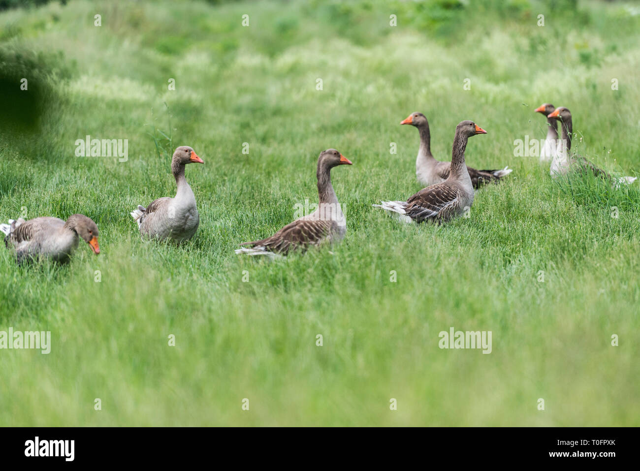Gease hi-res stock photography and images - Alamy