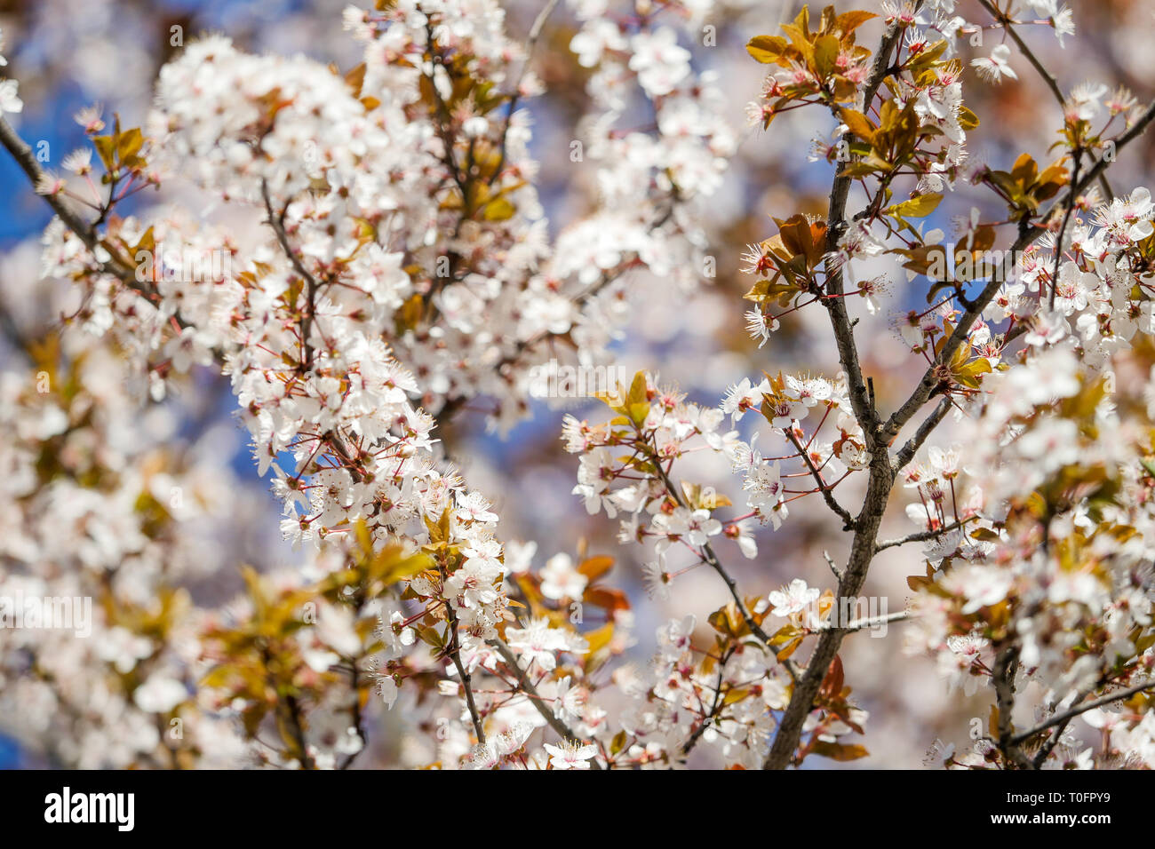 Flowering plum tree, Lyon, France Stock Photo - Alamy