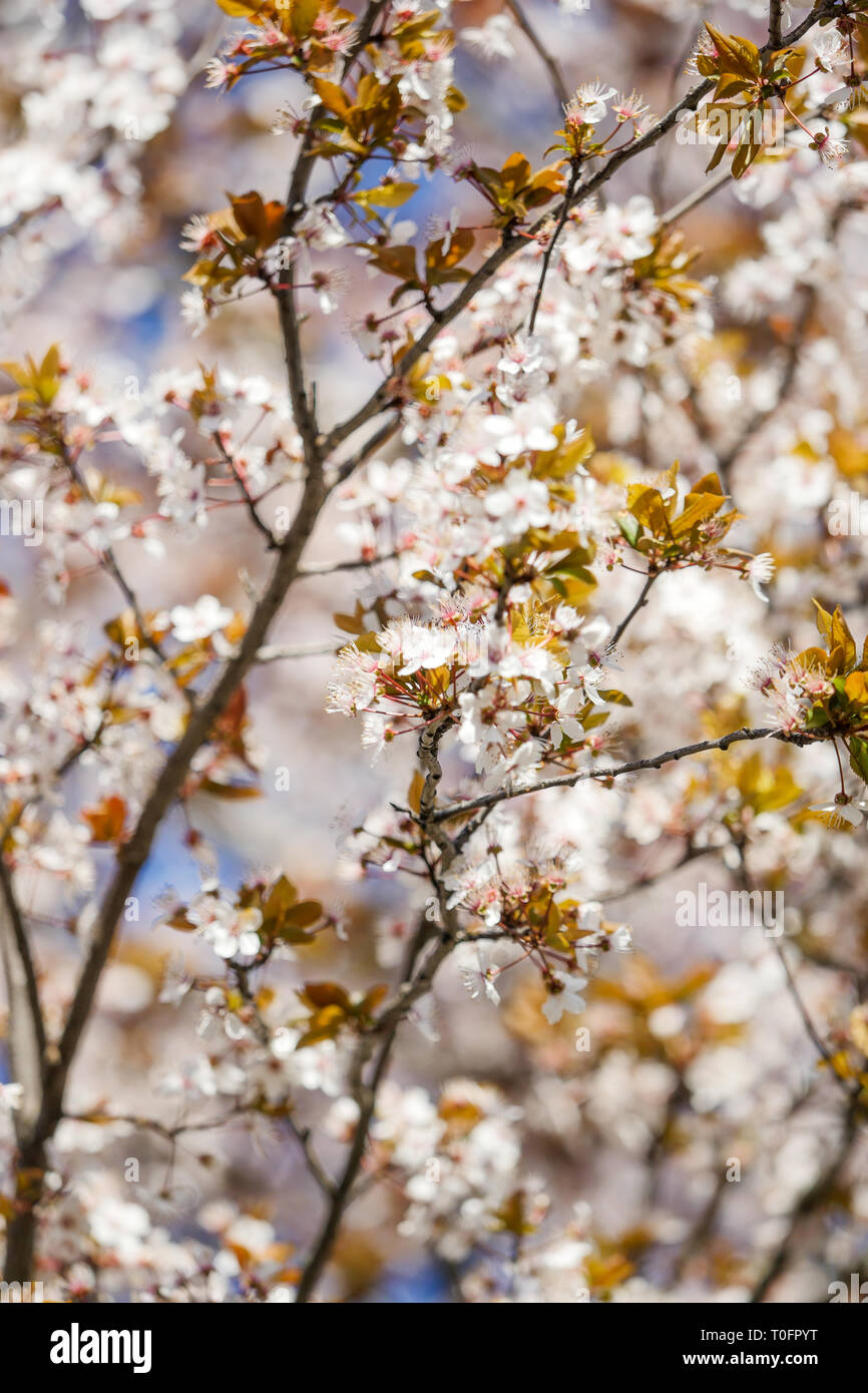 Flowering plum tree, Lyon, France Stock Photo - Alamy