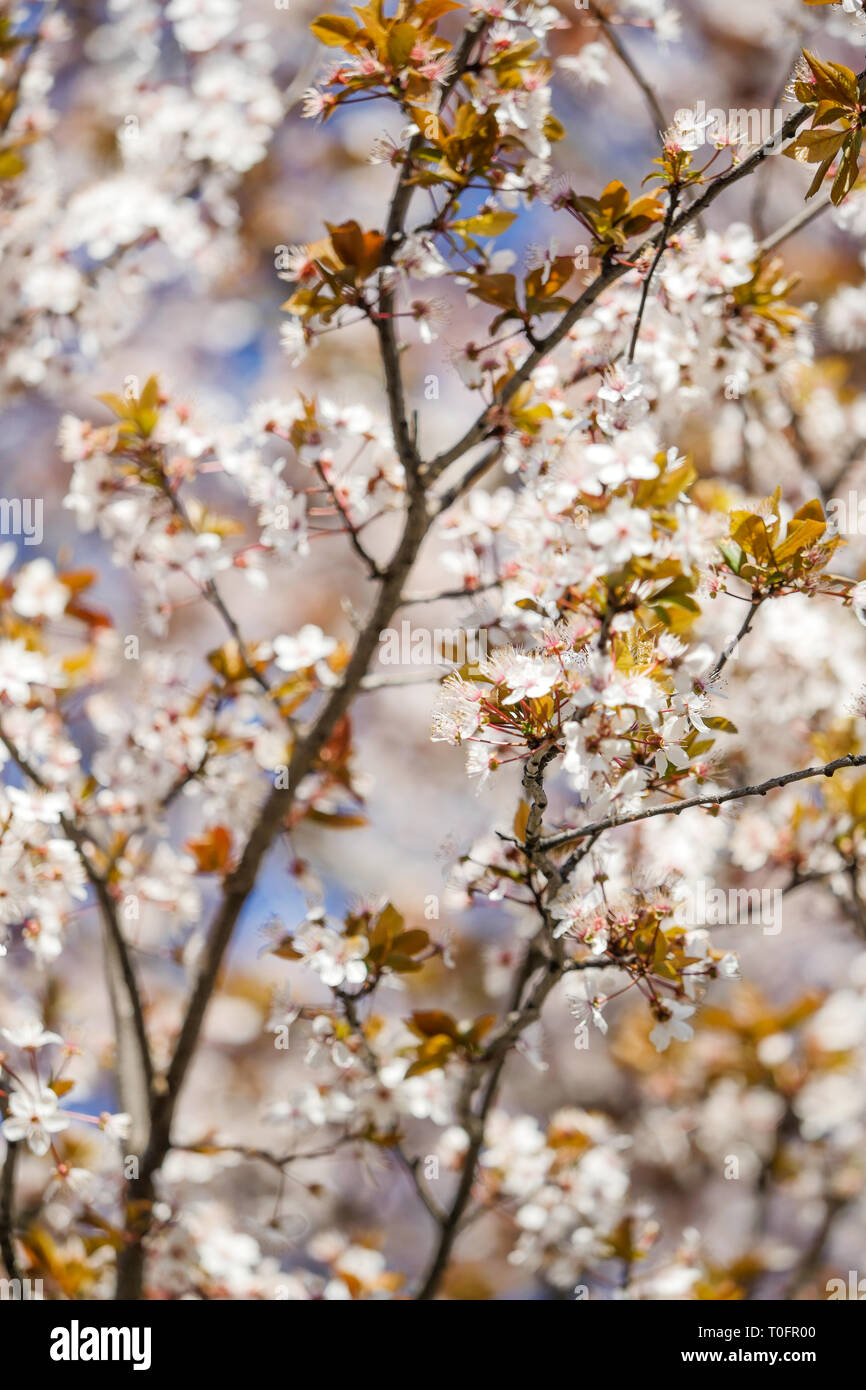 Flowering plum tree, Lyon, France Stock Photo - Alamy