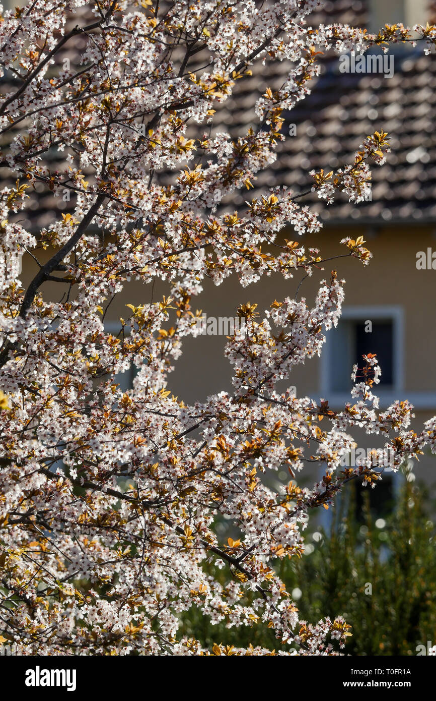 Flowering plum tree, Lyon, France Stock Photo - Alamy