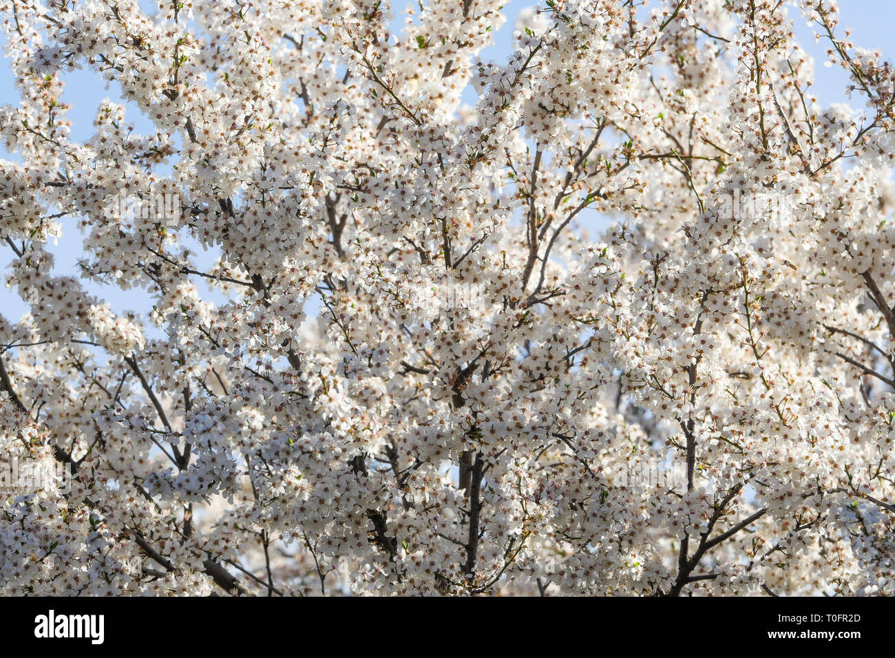 Flowering plum tree, Lyon, France Stock Photo - Alamy
