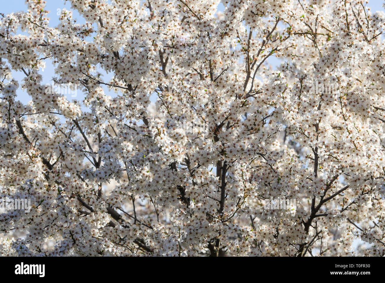 Flowering plum tree, Lyon, France Stock Photo - Alamy