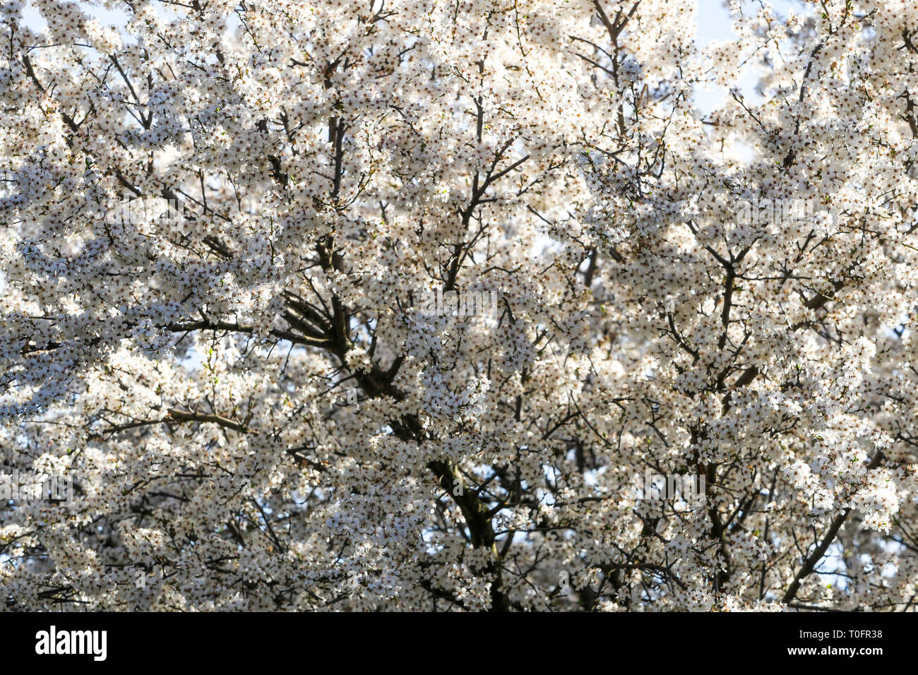 Flowering plum tree, Lyon, France Stock Photo - Alamy