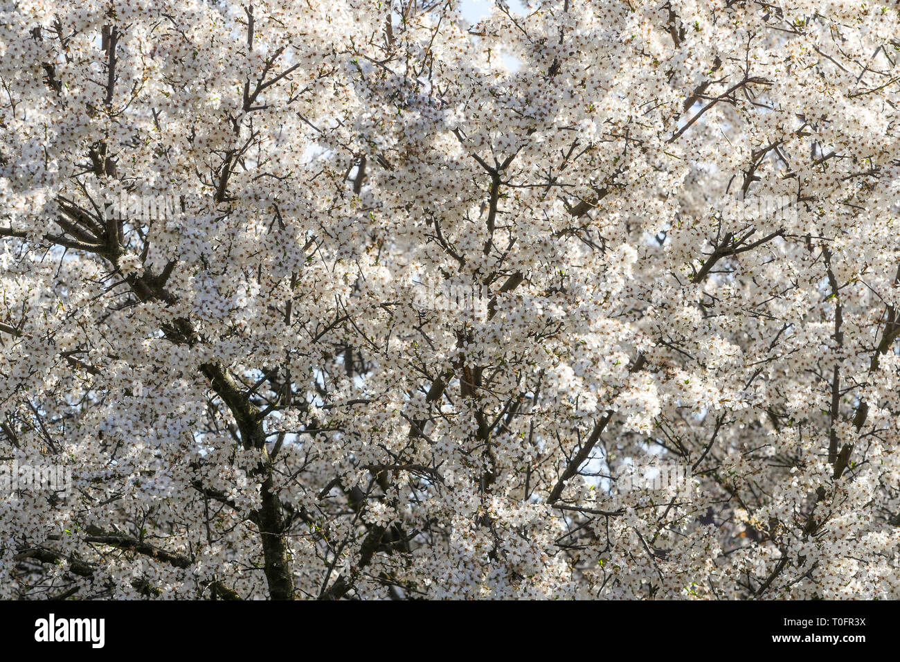 Flowering plum tree, Lyon, France Stock Photo - Alamy