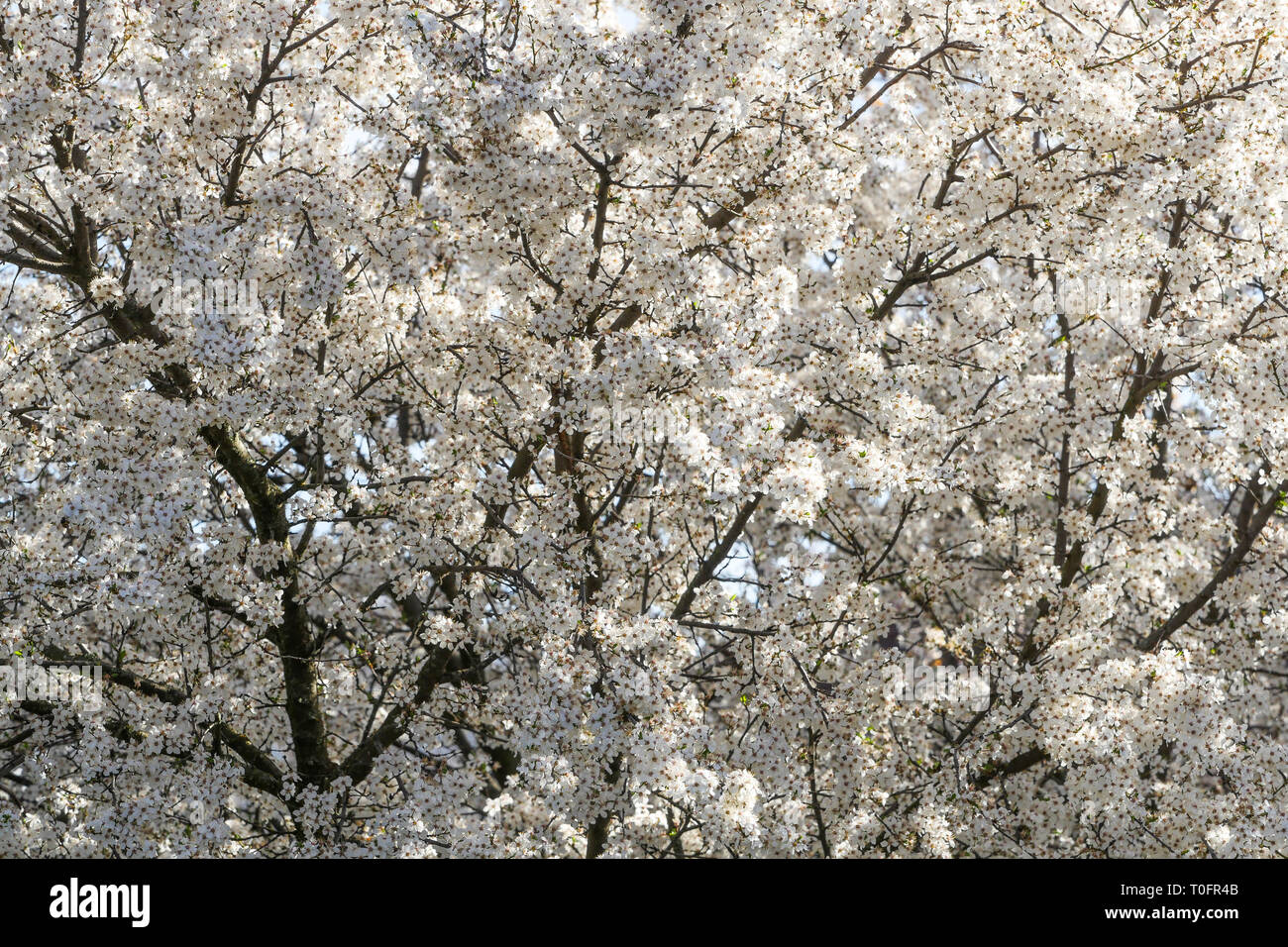 Flowering plum tree, Lyon, France Stock Photo - Alamy