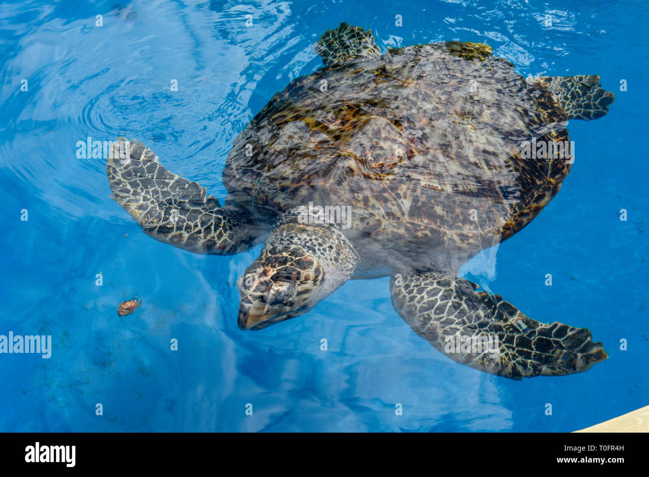 Turtle swimming in Project Tamar tank at Praia do Forte on Brazil Stock ...