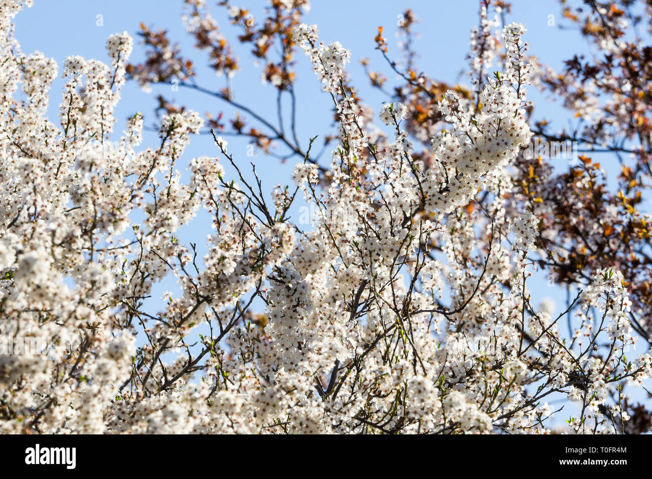 Flowering plum tree, Lyon, France Stock Photo - Alamy