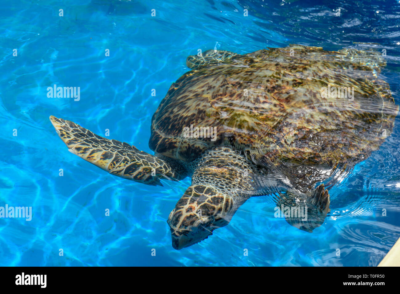 Turtle swimming in Project Tamar tank at Praia do Forte on Brazil Stock ...