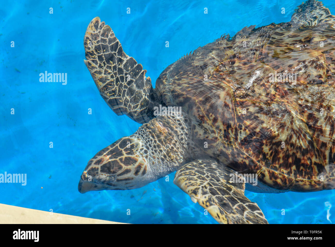 Turtle swimming in Project Tamar tank at Praia do Forte on Brazil Stock ...
