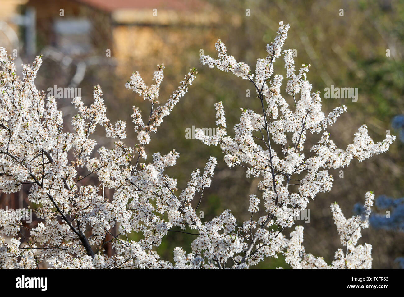 Flowering plum tree, Lyon, France Stock Photo - Alamy