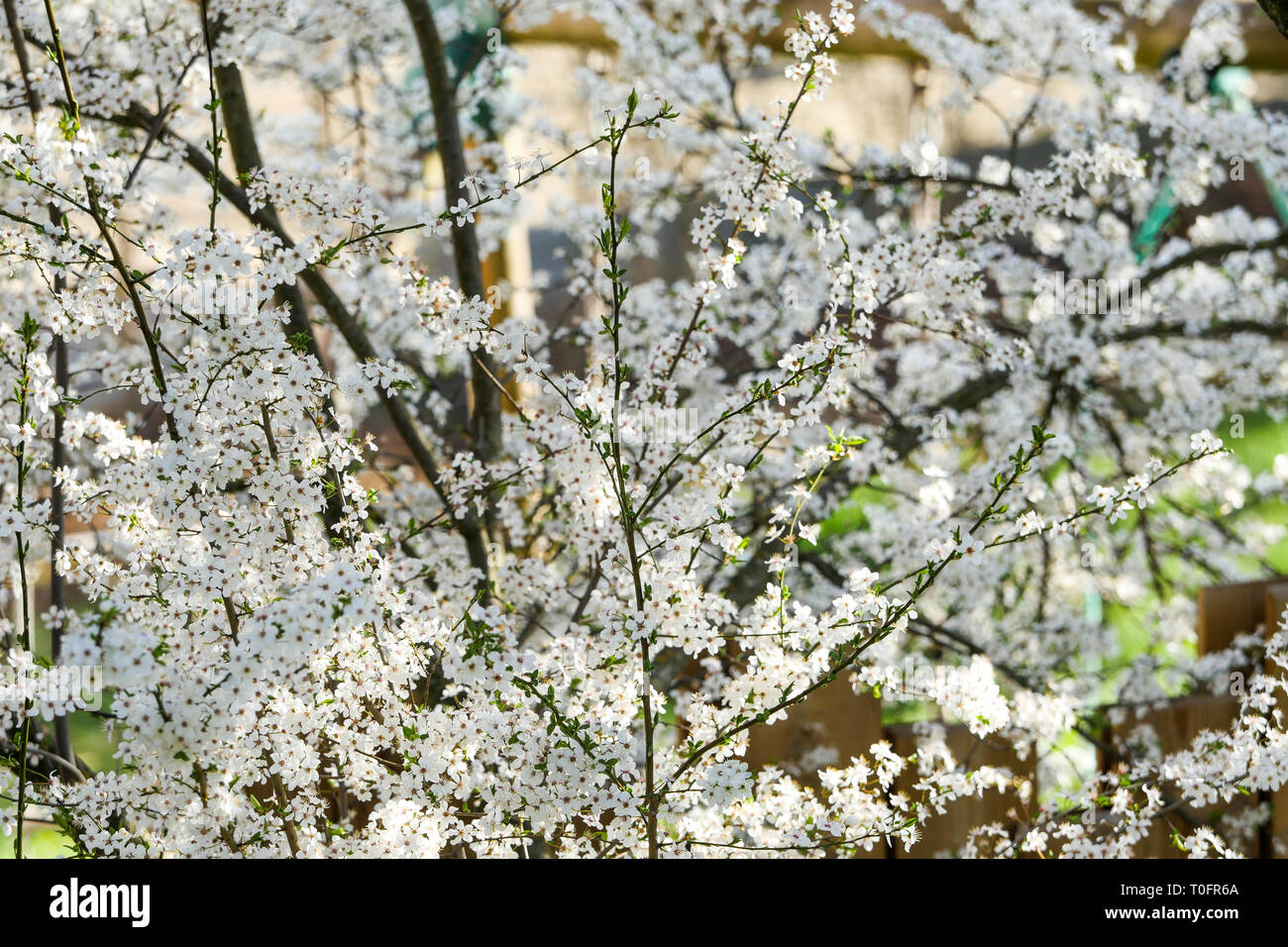Flowering plum tree, Lyon, France Stock Photo - Alamy