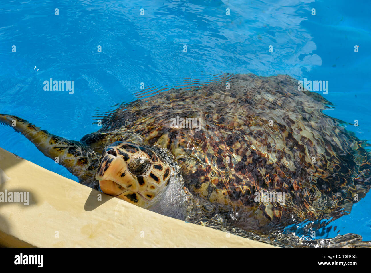 Turtle swimming in Project Tamar tank at Praia do Forte on Brazil Stock ...