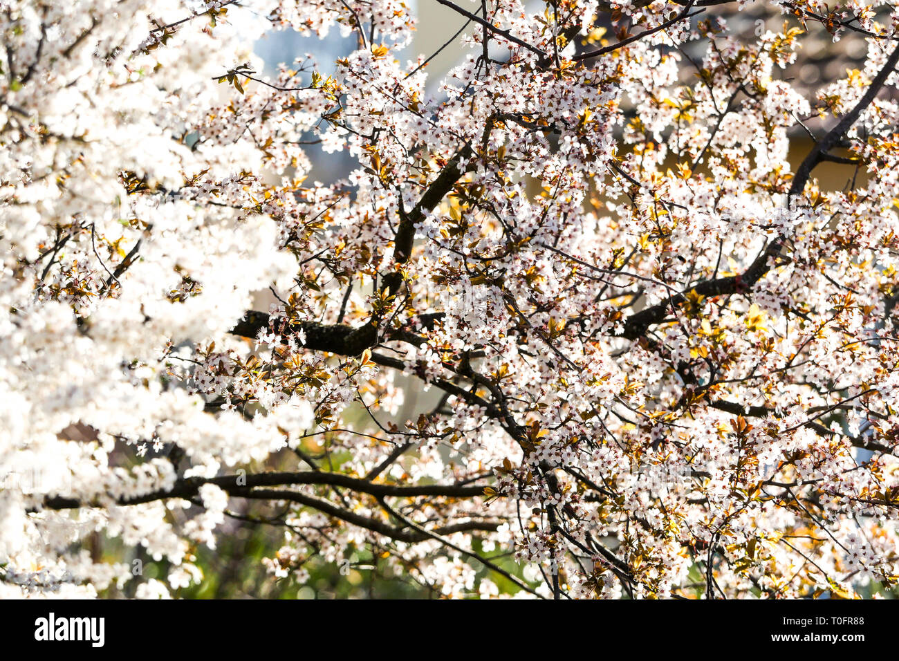 Flowering plum tree, Lyon, France Stock Photo - Alamy