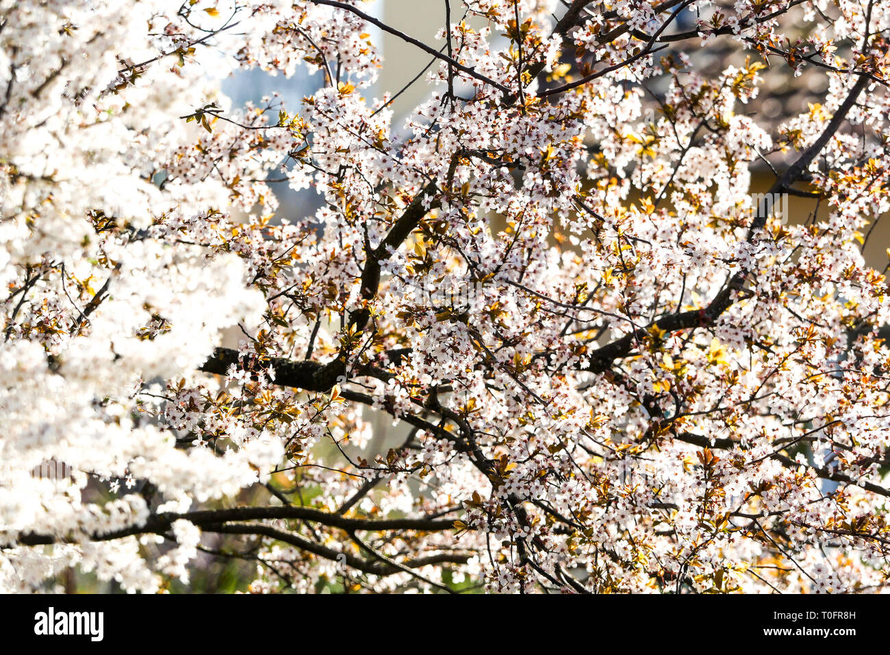 Flowering plum tree, Lyon, France Stock Photo - Alamy