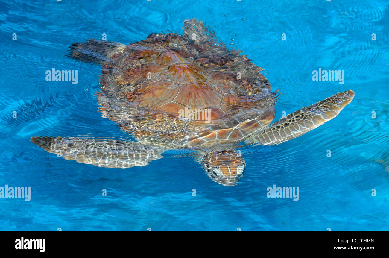 Turtle swimming in Project Tamar tank at Praia do Forte on Brazil Stock ...