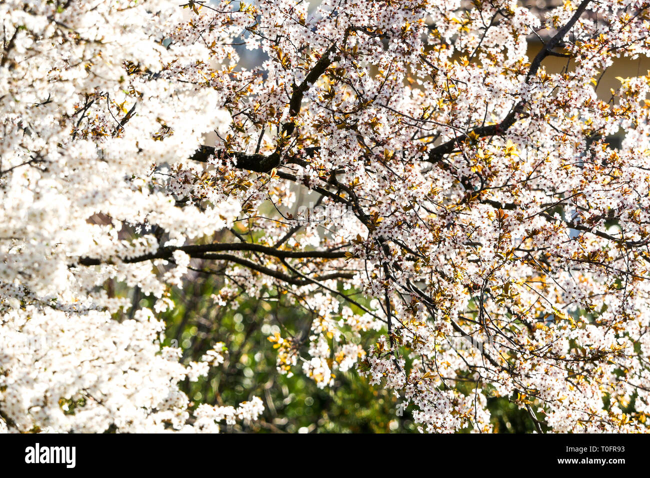 Flowering plum tree, Lyon, France Stock Photo - Alamy