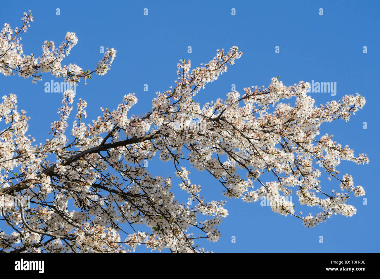 Flowering plum tree, Lyon, France Stock Photo - Alamy