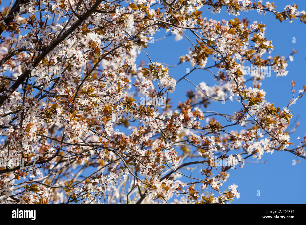Flowering plum tree, Lyon, France Stock Photo - Alamy