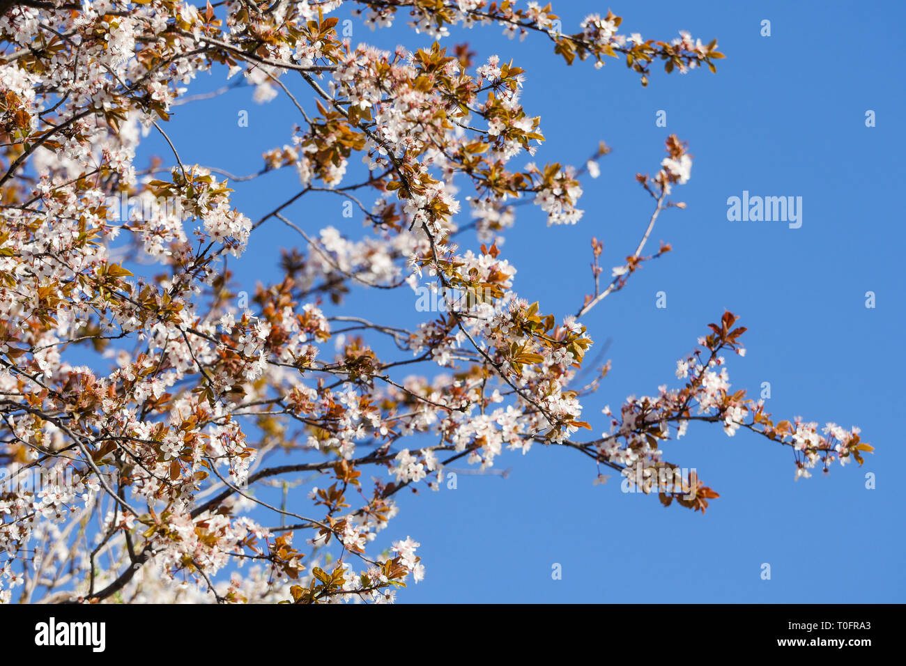 Flowering plum tree, Lyon, France Stock Photo - Alamy