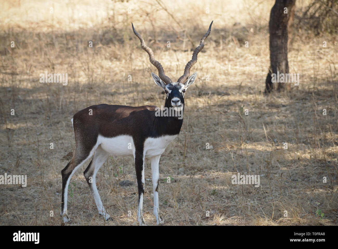 Black buck deer hi-res stock photography and images - Alamy