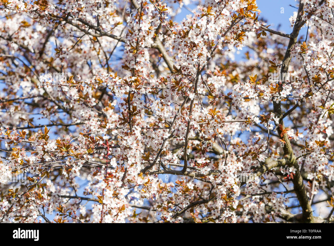 Flowering plum tree, Lyon, France Stock Photo - Alamy