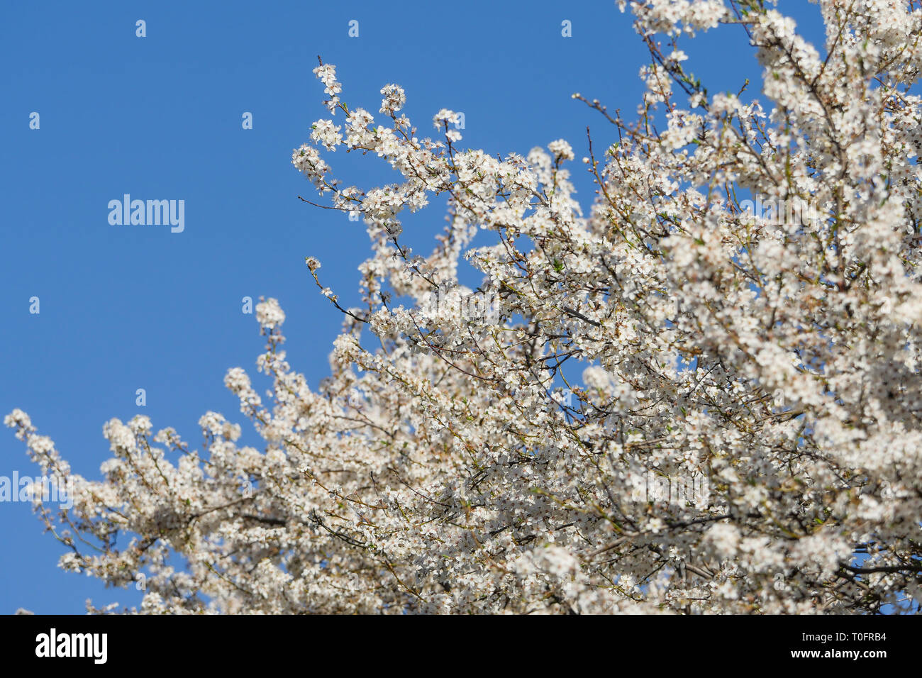 Flowering plum tree, Lyon, France Stock Photo - Alamy