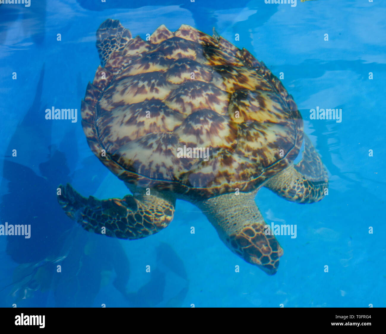 Turtle swimming in Project Tamar tank at Praia do Forte on Brazil Stock ...