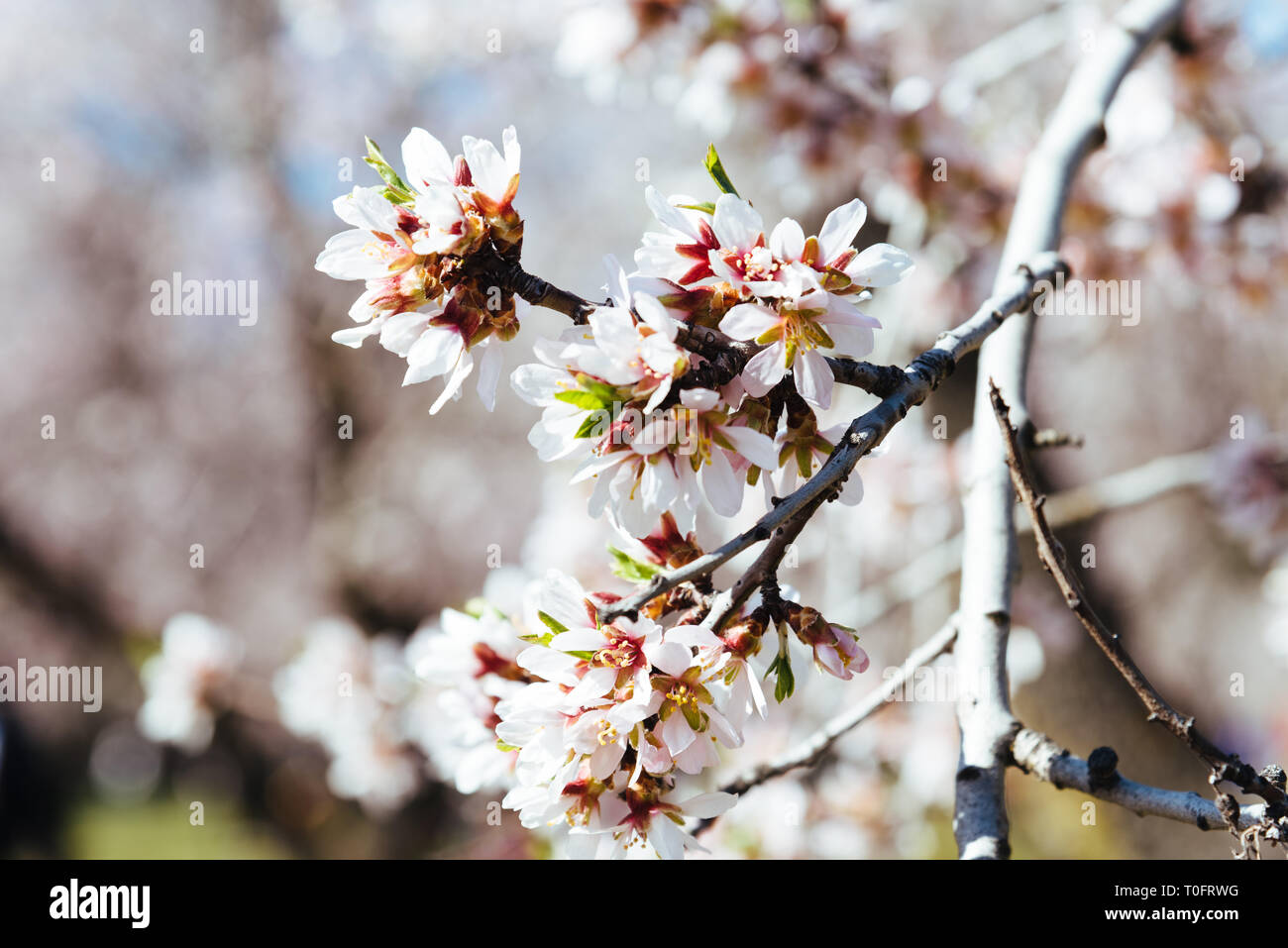 Close up of flowering almond tree. Beautiful almond flower blossom, at ...