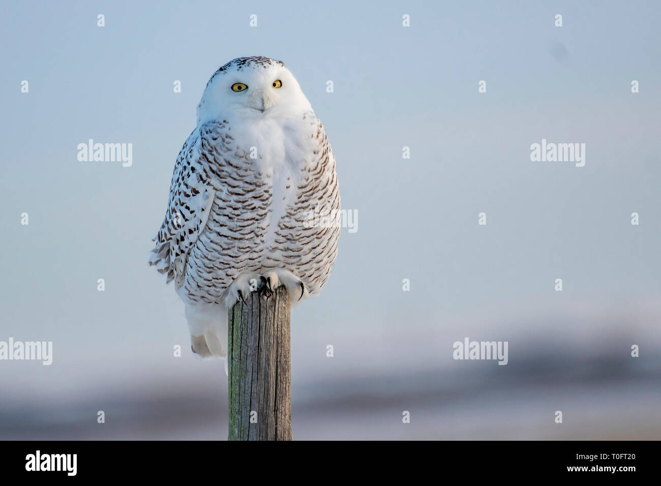Front facing owl hi-res stock photography and images - Alamy
