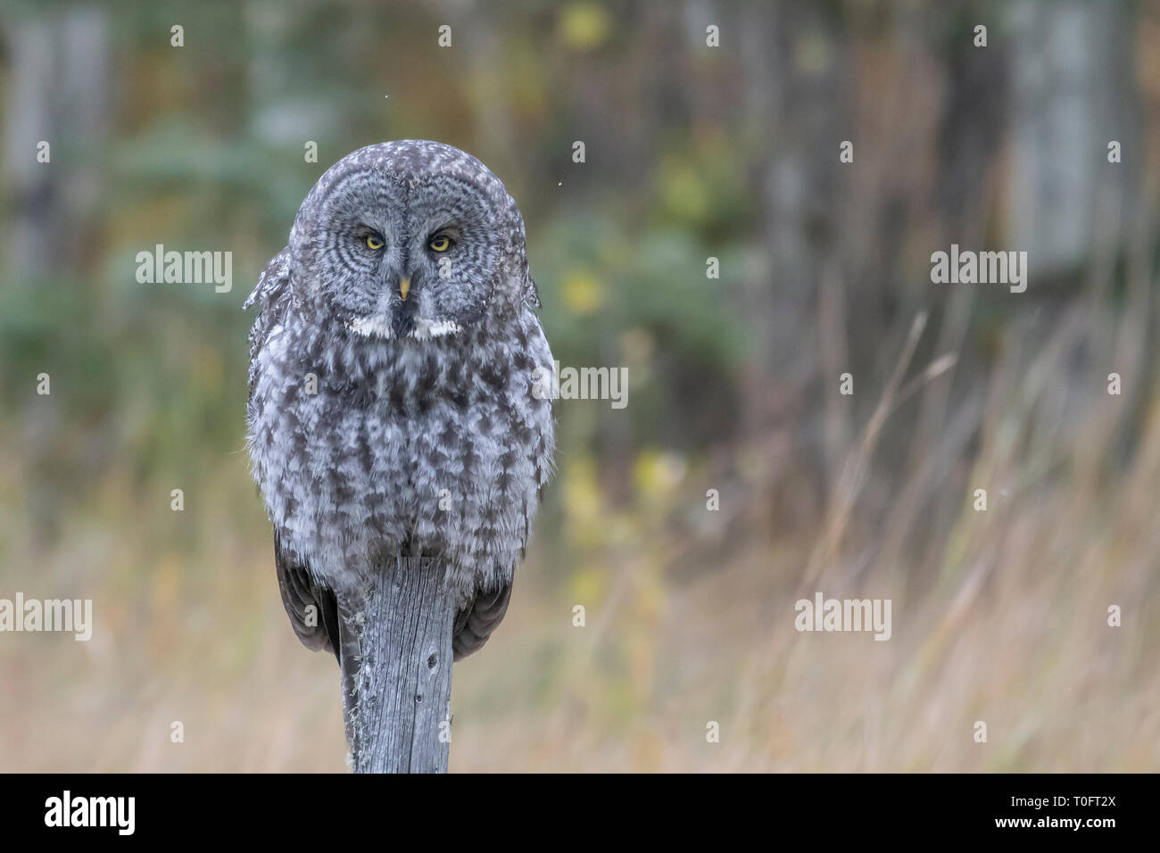 Owl front facing hi-res stock photography and images - Alamy