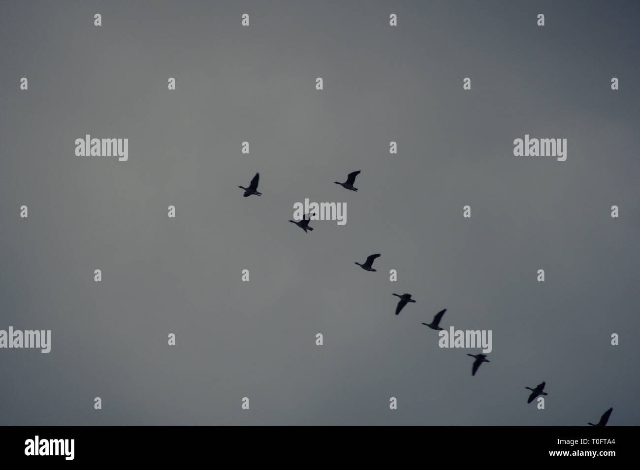 A flock of birds in the sky. Flight of bird. wild birds Stock Photo - Alamy