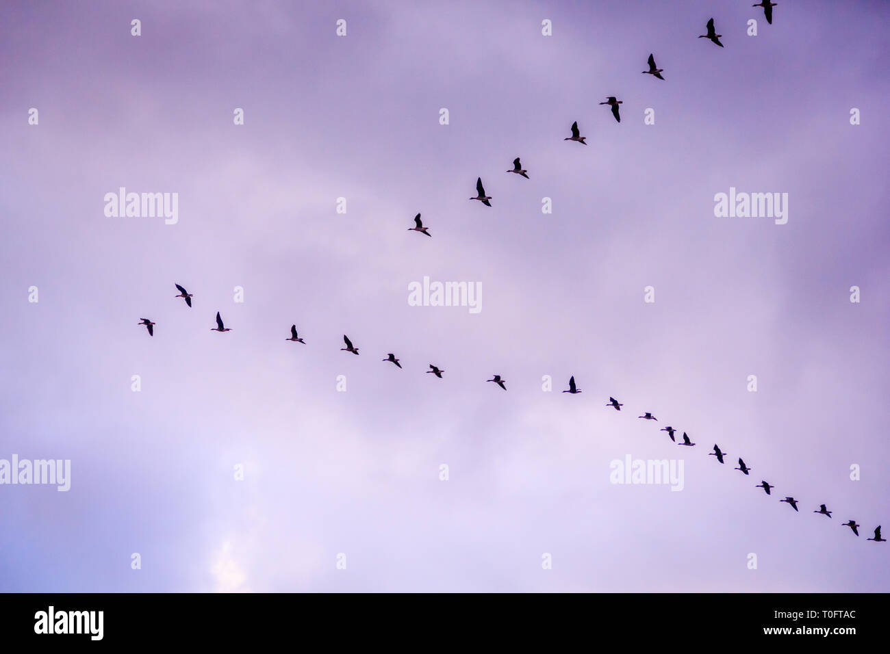 A flock of birds in the sky. Flight of bird. wild birds Stock Photo - Alamy