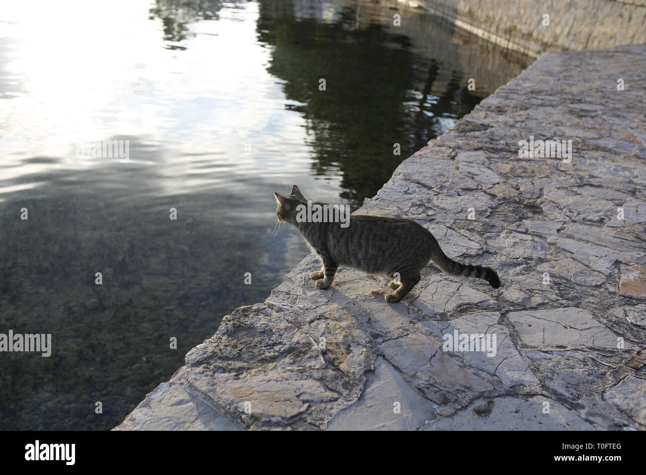 Beautiful silver tabby cat looking into the water fishing by the sea ...