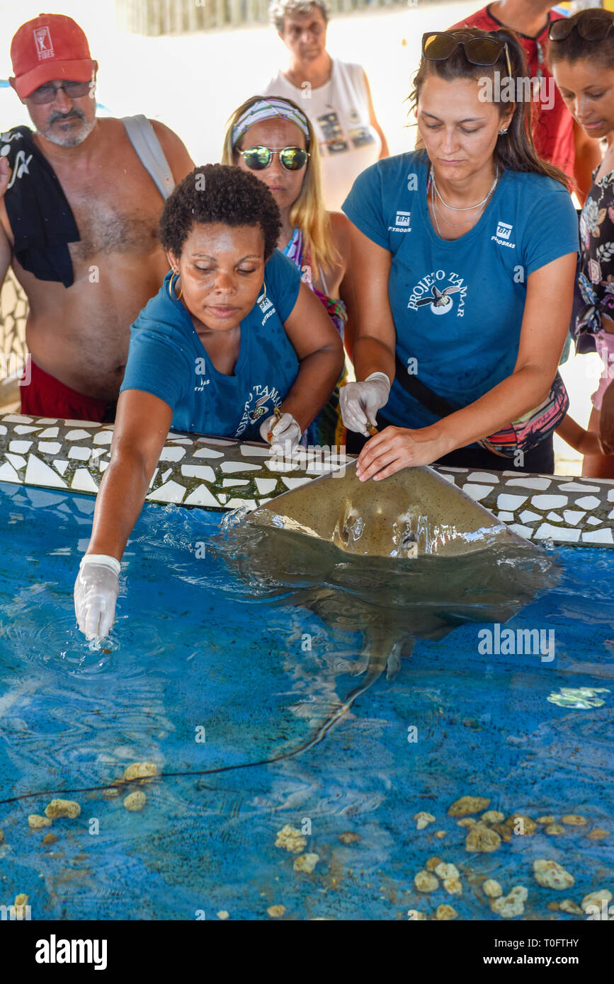 Praia do Forte, Brazil - 31 January 2019: woman who feeds the breed ...