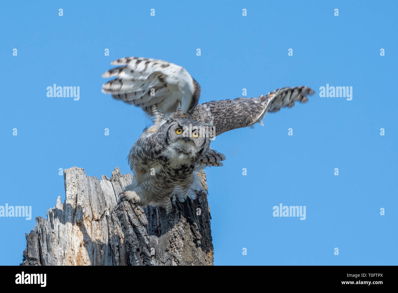 Owl taking flight hi-res stock photography and images - Alamy