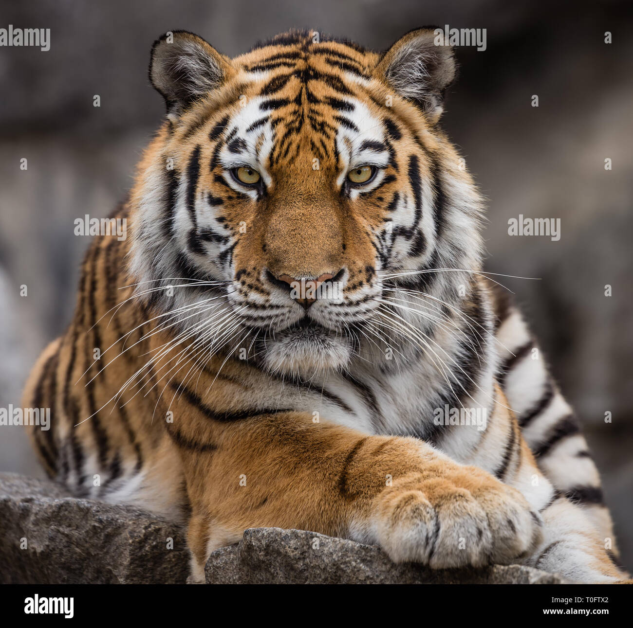 Close up view of a Siberian tiger (Panthera tigris altaica Stock Photo ...
