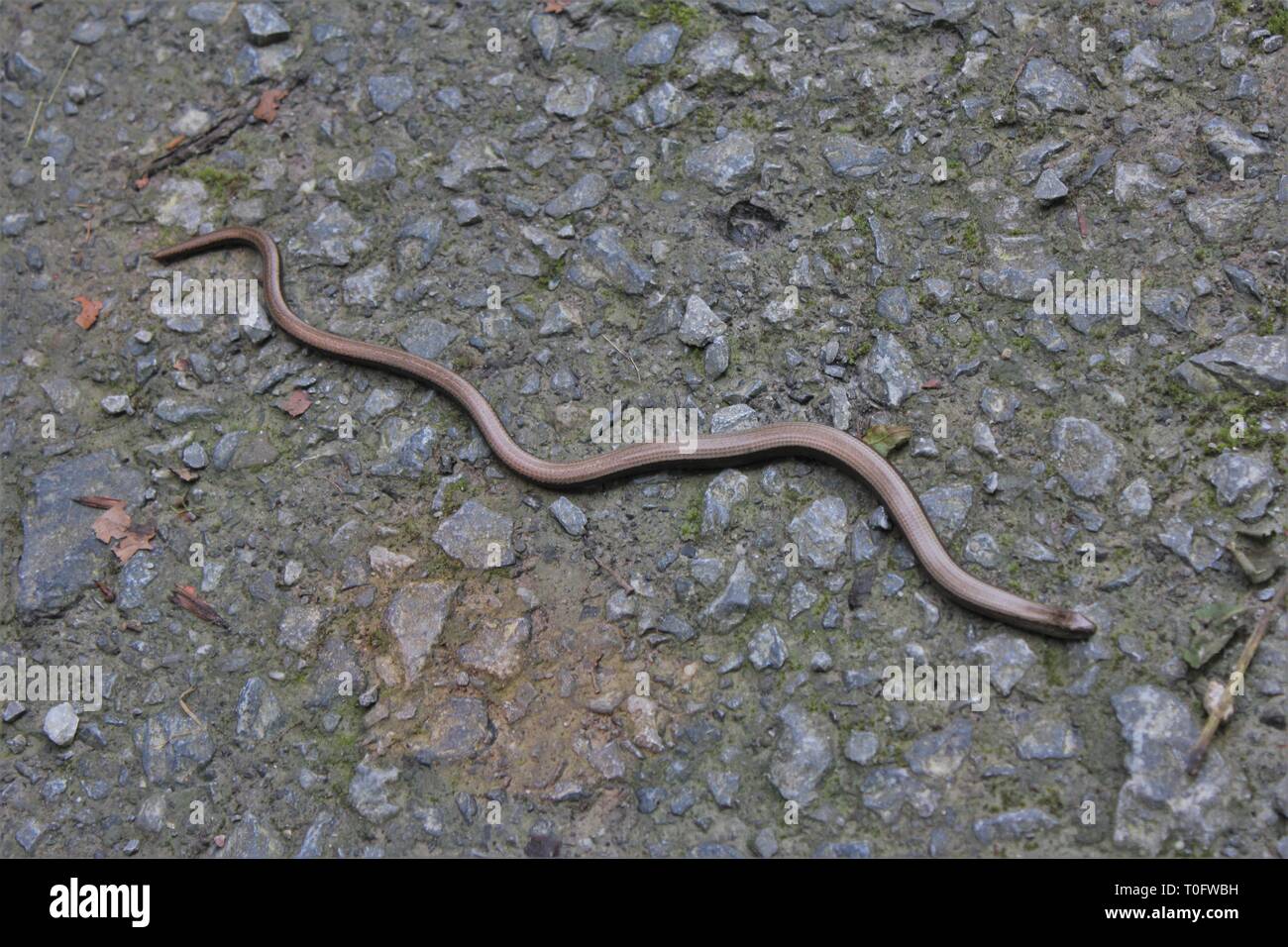 Young slow worm anguis fragilis hi-res stock photography and images - Alamy