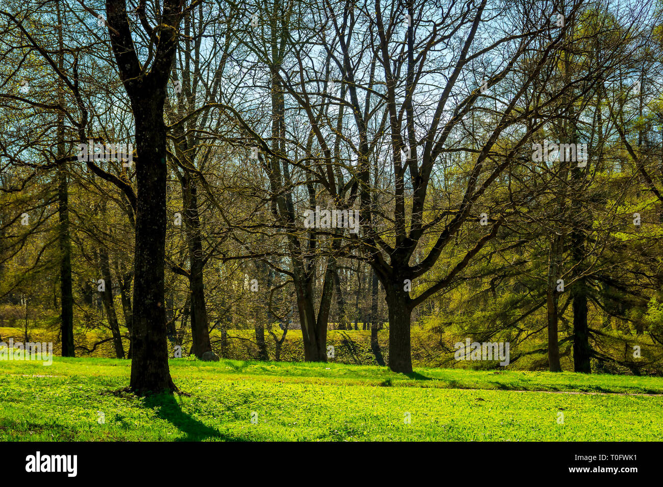 Sunny spring park urban. Warms in the park. Foliage blooms and the ...