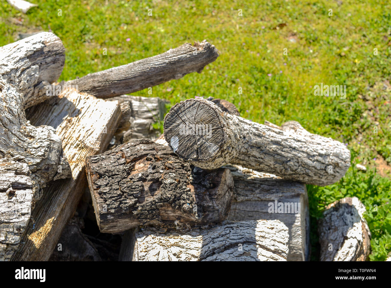 tree branches to bonfire, firewood Stock Photo - Alamy