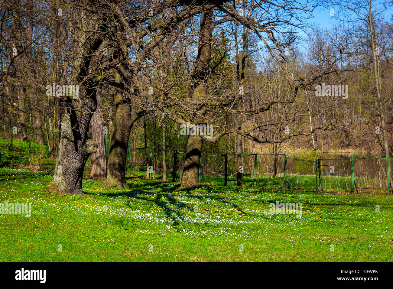 Sunny spring park urban. Warms in the park. Foliage blooms and the ...