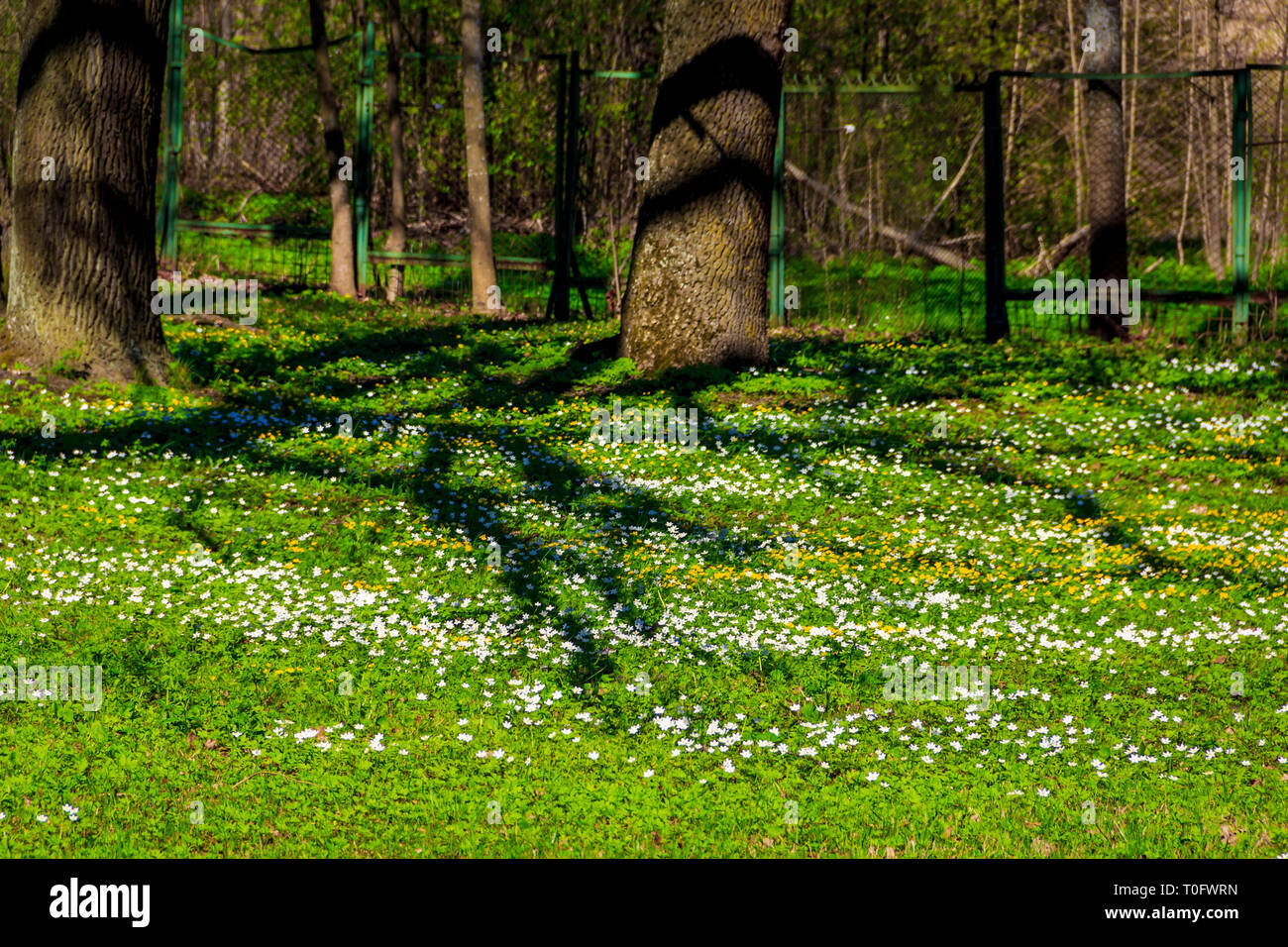 Sunny spring park urban. Warms in the park. Foliage blooms and the ...