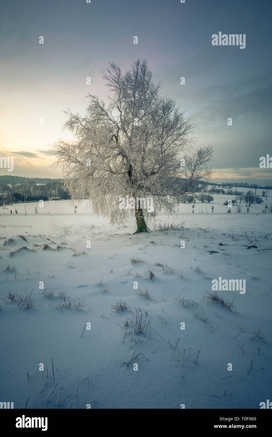 Single Tree in a solitude Winter Landscape Stock Photo - Alamy